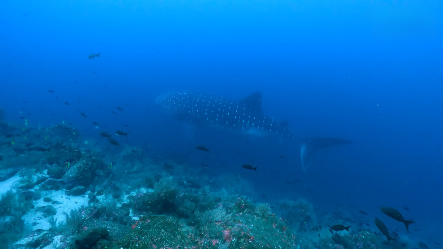 Top 20 Strongest Animals In The World: Nature's Champions