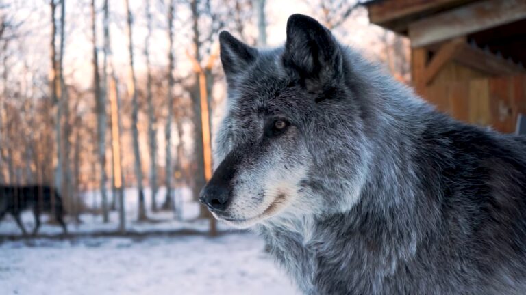 Wolf Eye Colors: What Color Are Wolves Eyes?