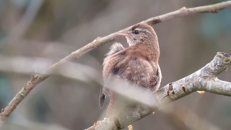 10 Interesting Types Of Small Birds - Habitats & Behaviors