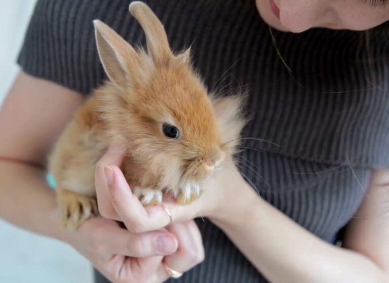 350+ Rabbit Name Ideas - In Alphabetical Order!