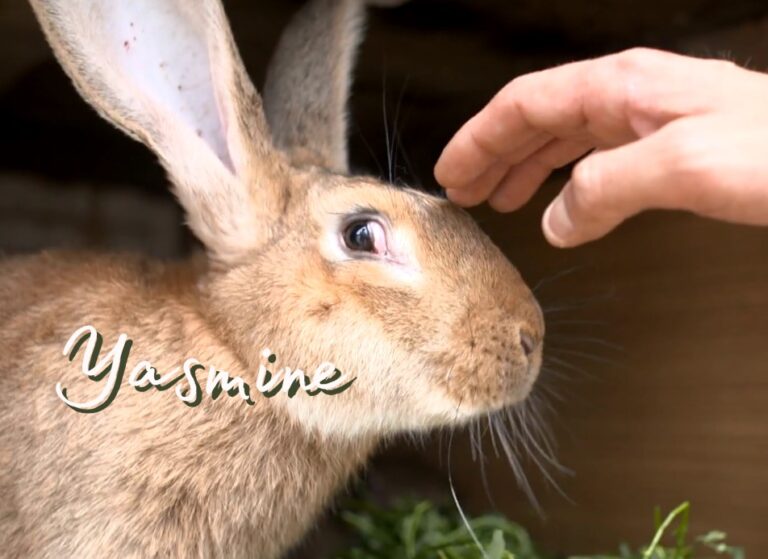 350+ Rabbit Name Ideas - In Alphabetical Order!