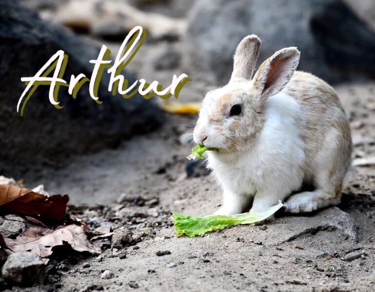 350+ Rabbit Name Ideas - In Alphabetical Order!