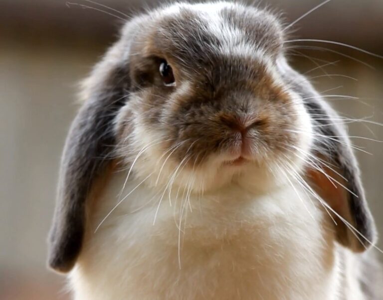 350+ Rabbit Name Ideas - In Alphabetical Order!