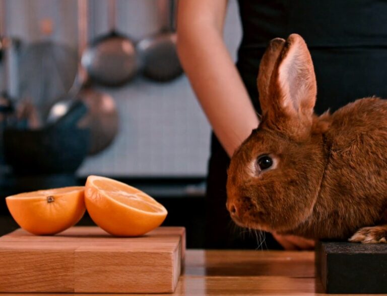 350+ Rabbit Name Ideas - In Alphabetical Order!