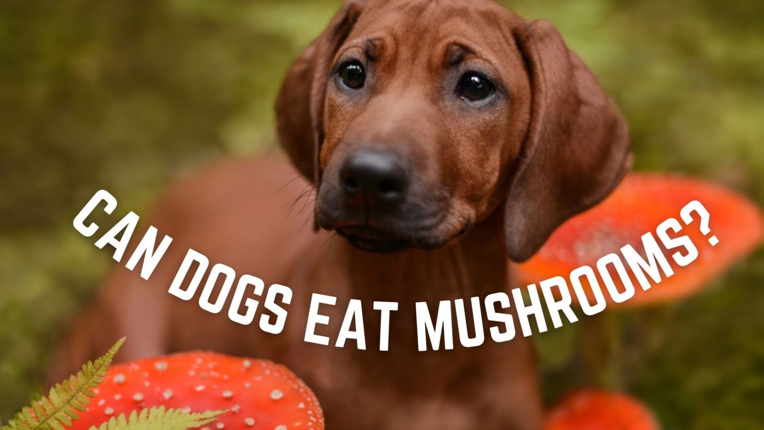 Can Dogs Eat Mushrooms? - Toxic or Tasty?