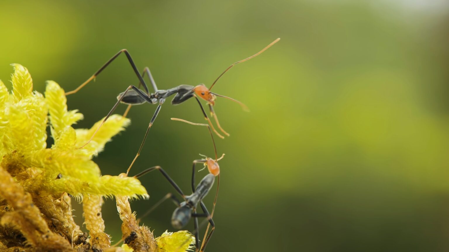21 Slowest Animals In The World: From Crawl to Creep
