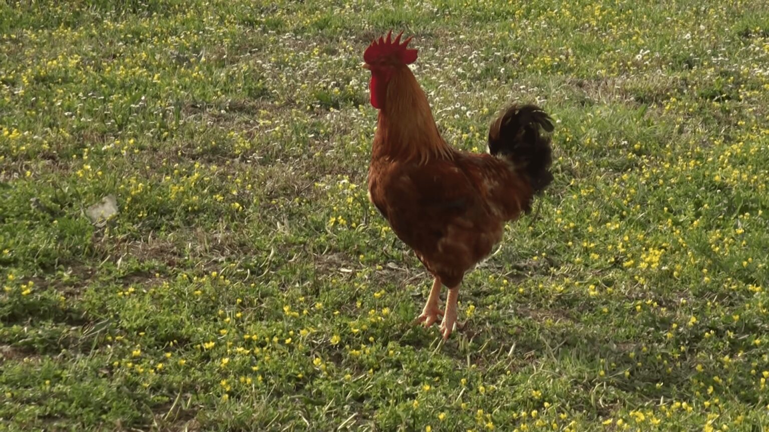 What is the Ideal Temperature for Chickens? Feather Forecast