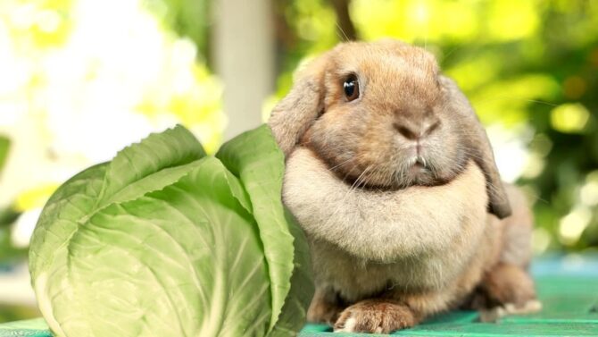 Can Rabbits Eat Cabbage? A Bunny Diet Investigation