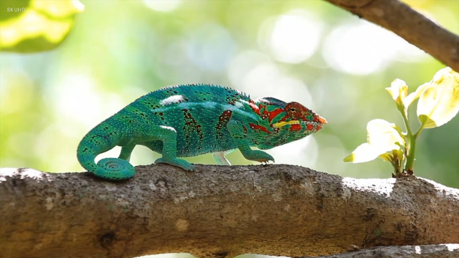 21 Slowest Animals In The World: From Crawl to Creep