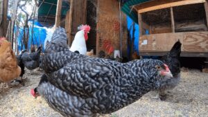 What is the Ideal Temperature for Chickens? Feather Forecast