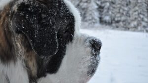 What Breed of Dog Was Cujo? - Famous Movie Character