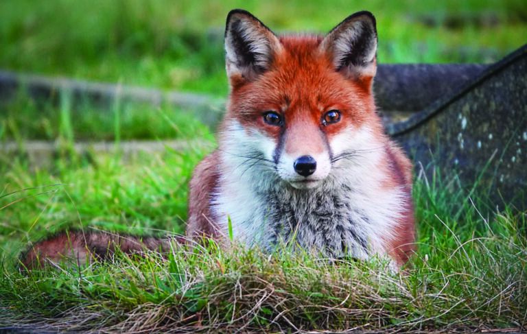 600+ Cute Fox Names For Male & Female (Our Favorites)