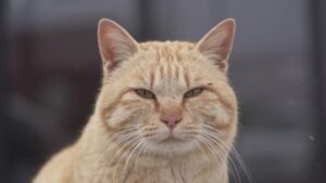 How Long Do Cats Live? Average & Maximum Life Expectancy