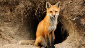 Do Foxes Attack and Eat Cats? - The Truth About Predatory Behavior