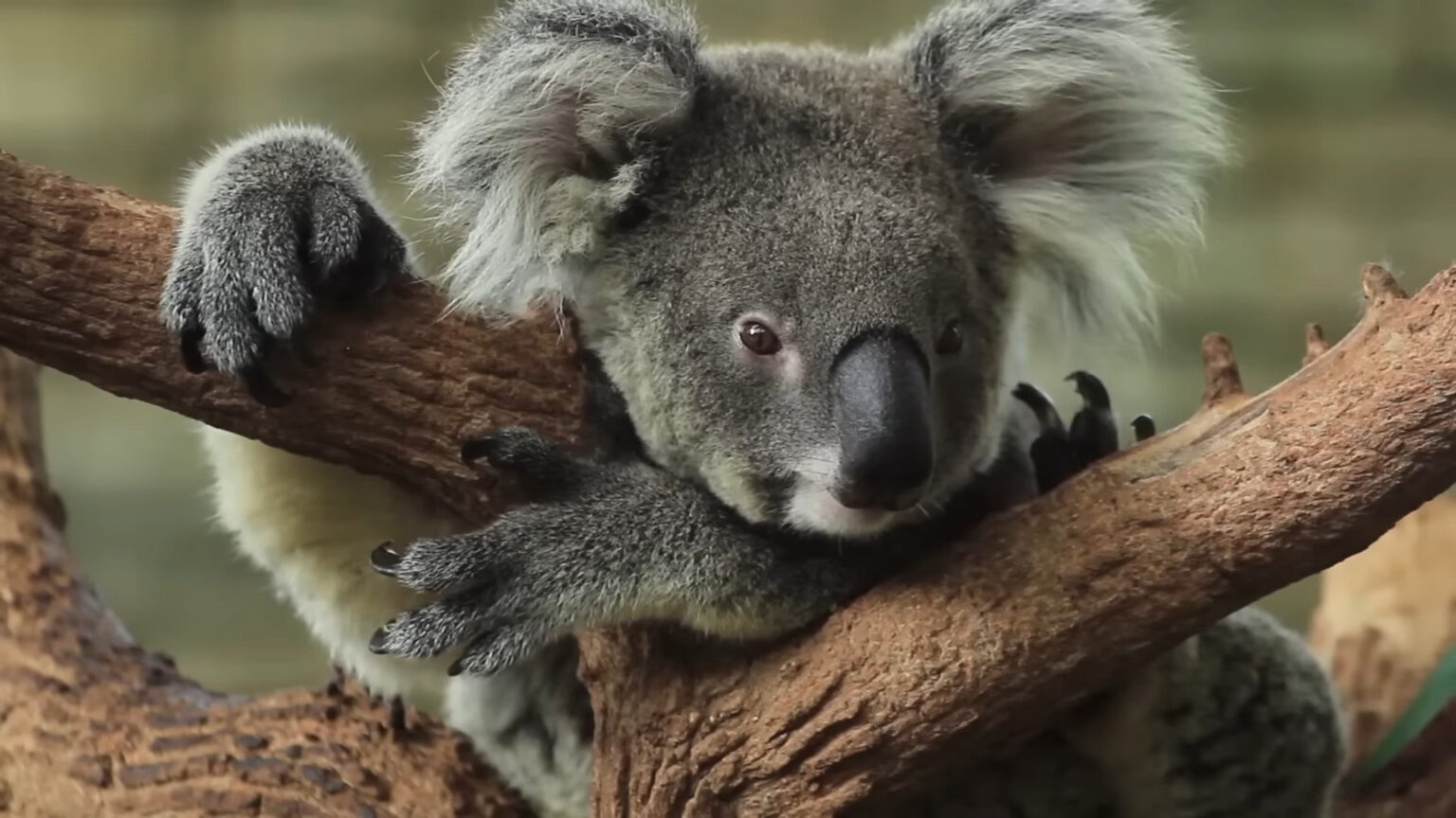 21 Slowest Animals In The World: From Crawl to Creep