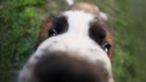 What Breed of Dog Was Cujo? - Famous Movie Character