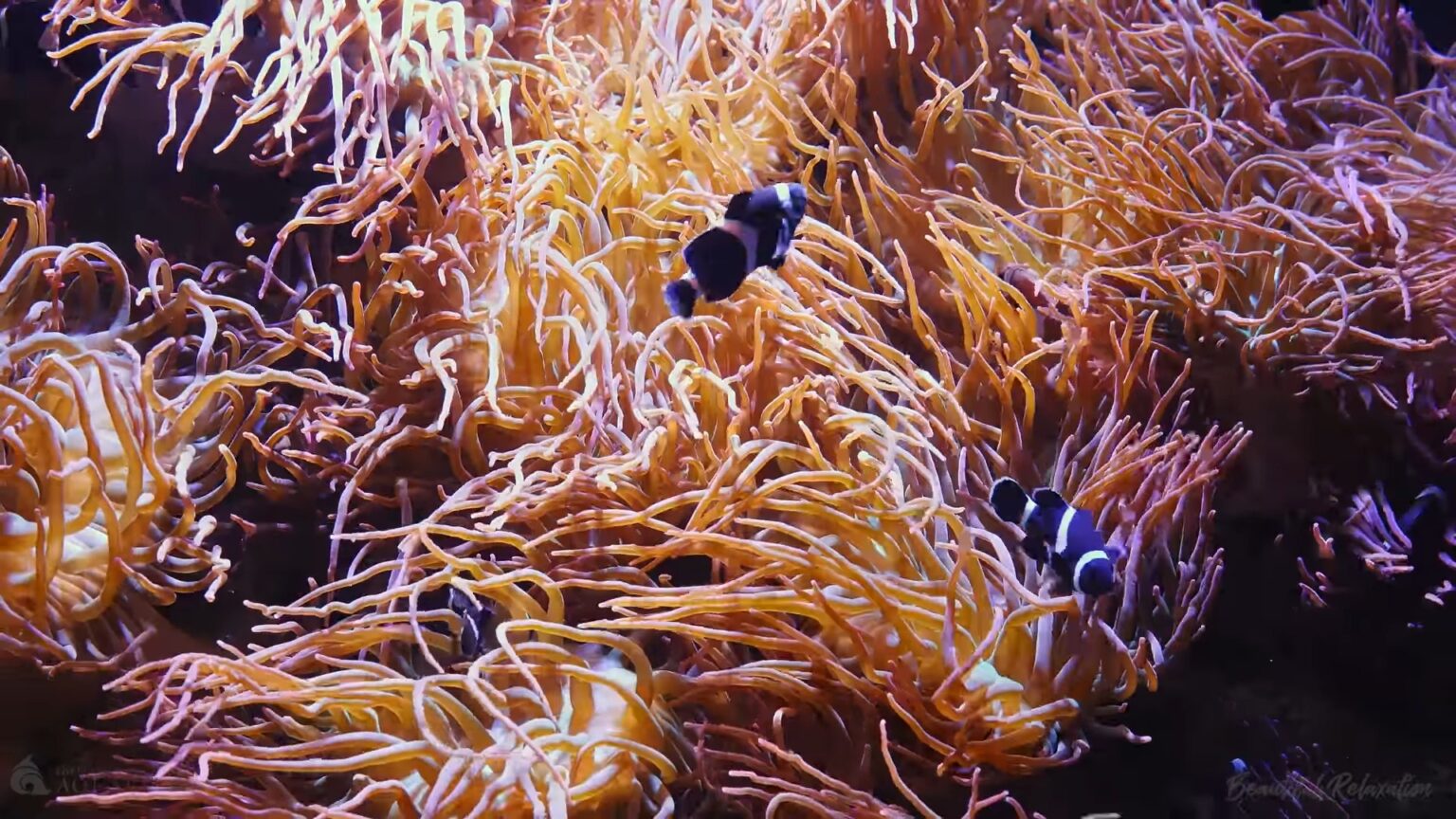 21 Slowest Animals In The World: From Crawl to Creep