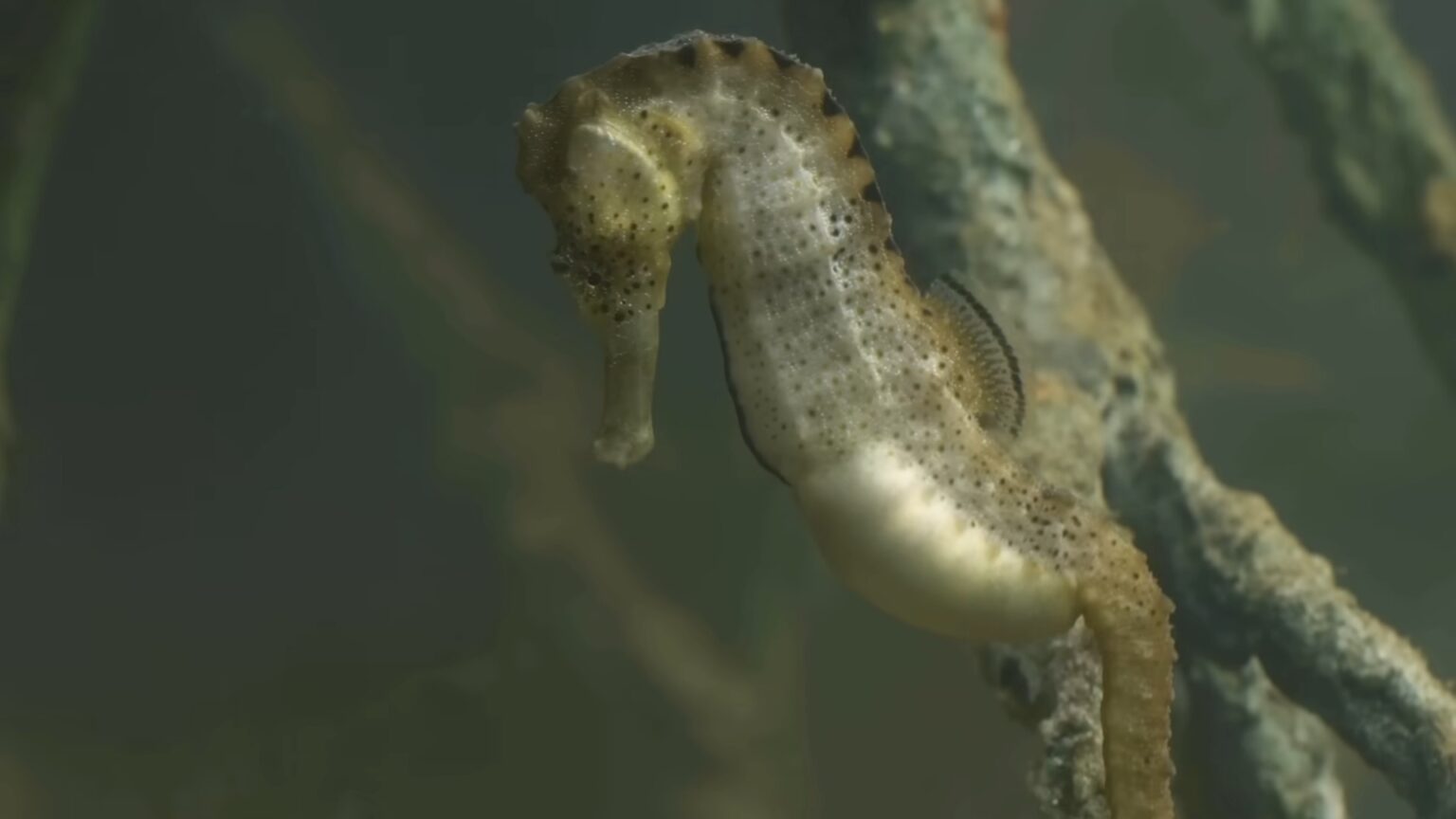 21 Slowest Animals In The World: From Crawl to Creep