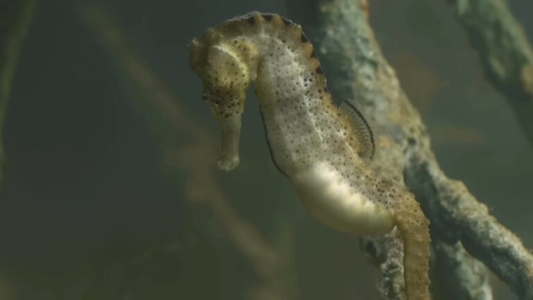 21 Slowest Animals In The World: From Crawl to Creep