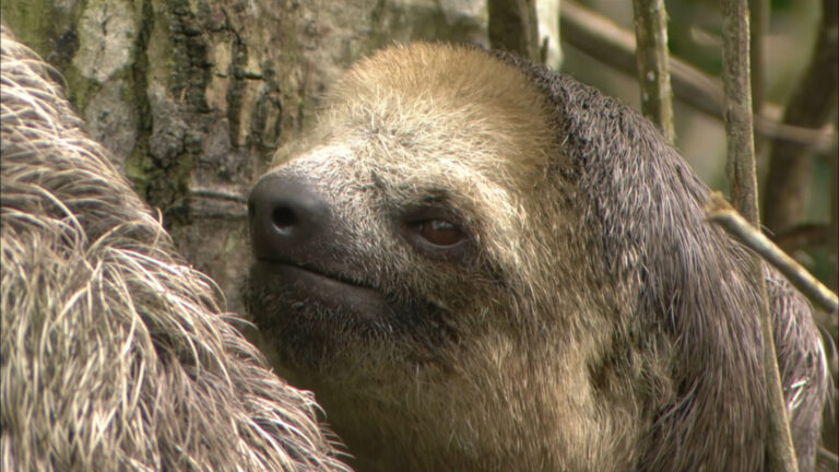 21 Slowest Animals In The World: From Crawl to Creep