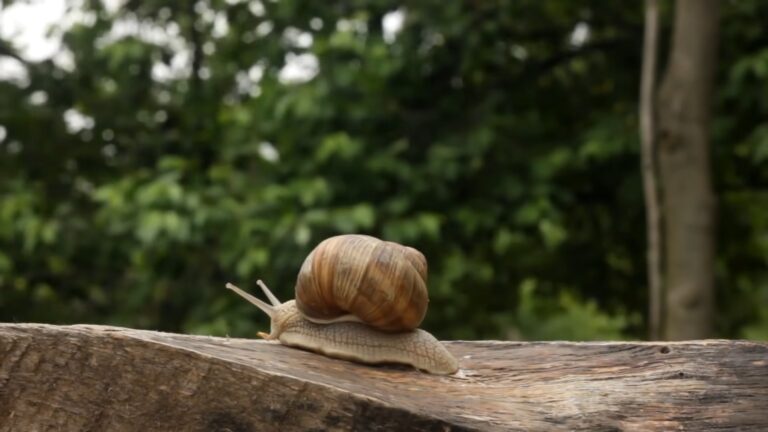 21 Slowest Animals In The World: From Crawl to Creep