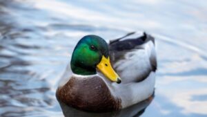 What Do Ducks Eat in the Wild and as Pets? From Pond to Plate
