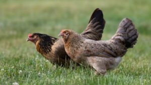 Easter Egger Chicken - Pictures, Info, Traits