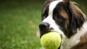 What Breed of Dog Was Cujo? - Famous Movie Character