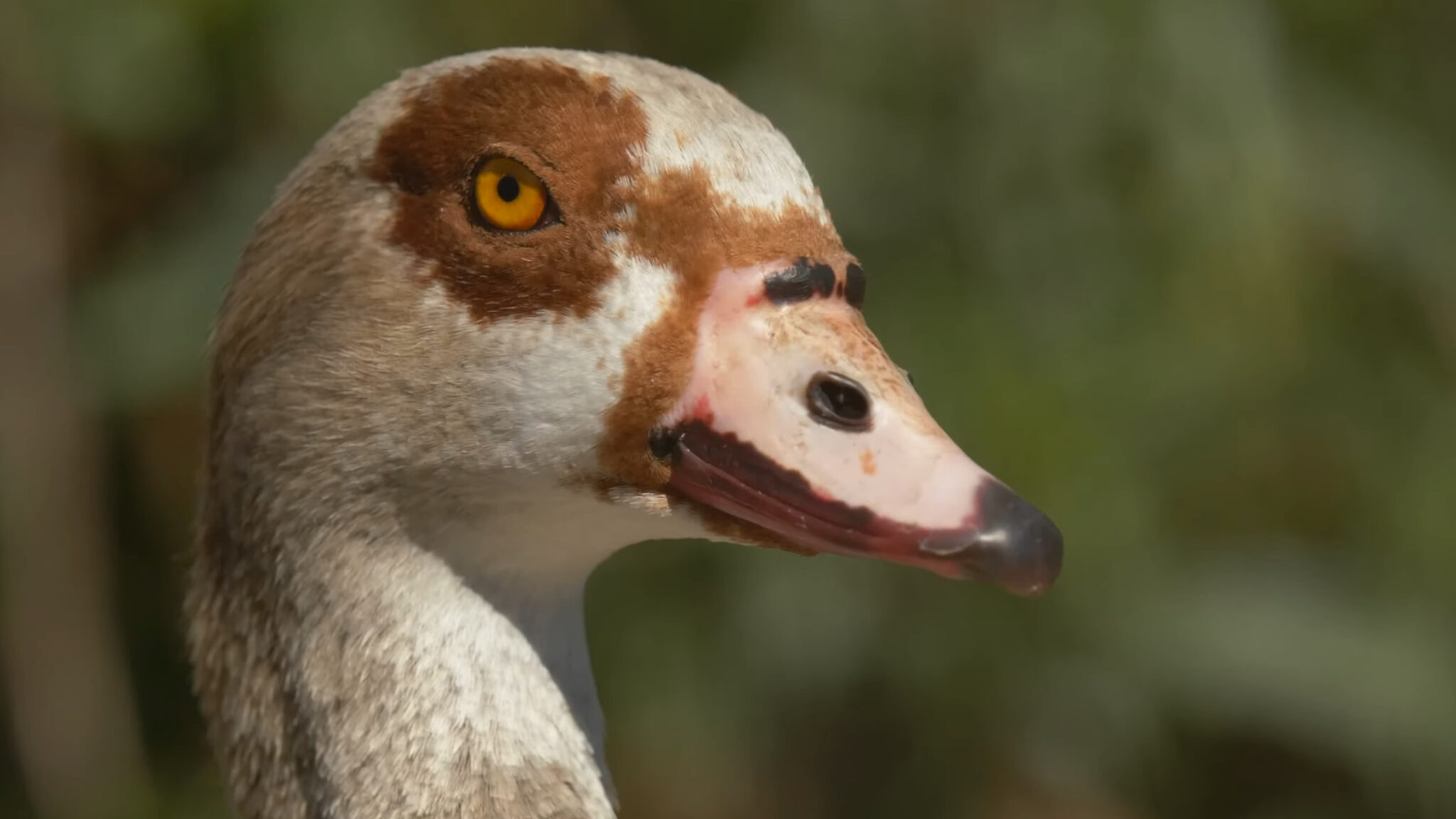 7 Quick Tips for Filming Animals