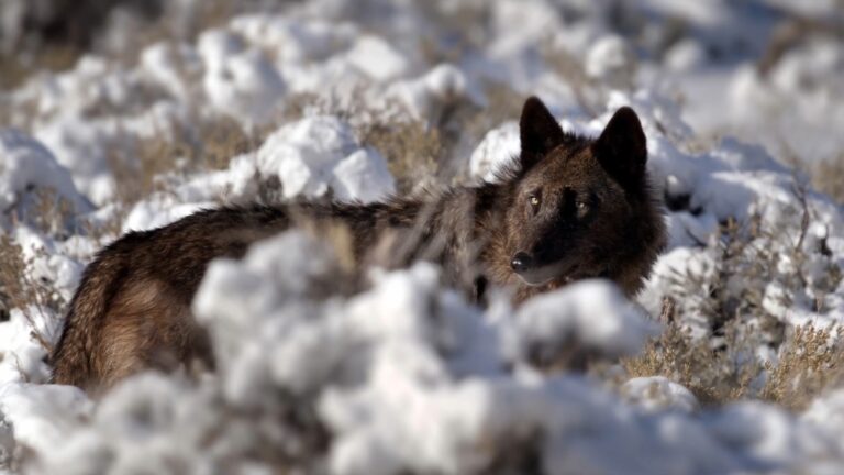 What Colors Can Wolves Be? 7 Common & Rare Wolf Colors