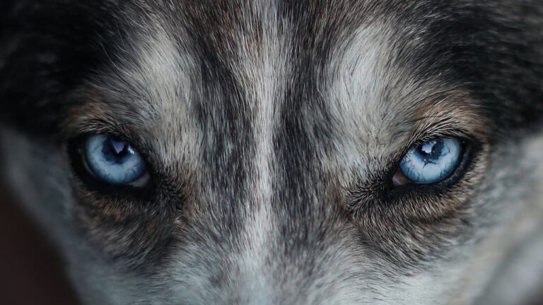 Wolf Eye Colors: What Color Are Wolves Eyes?