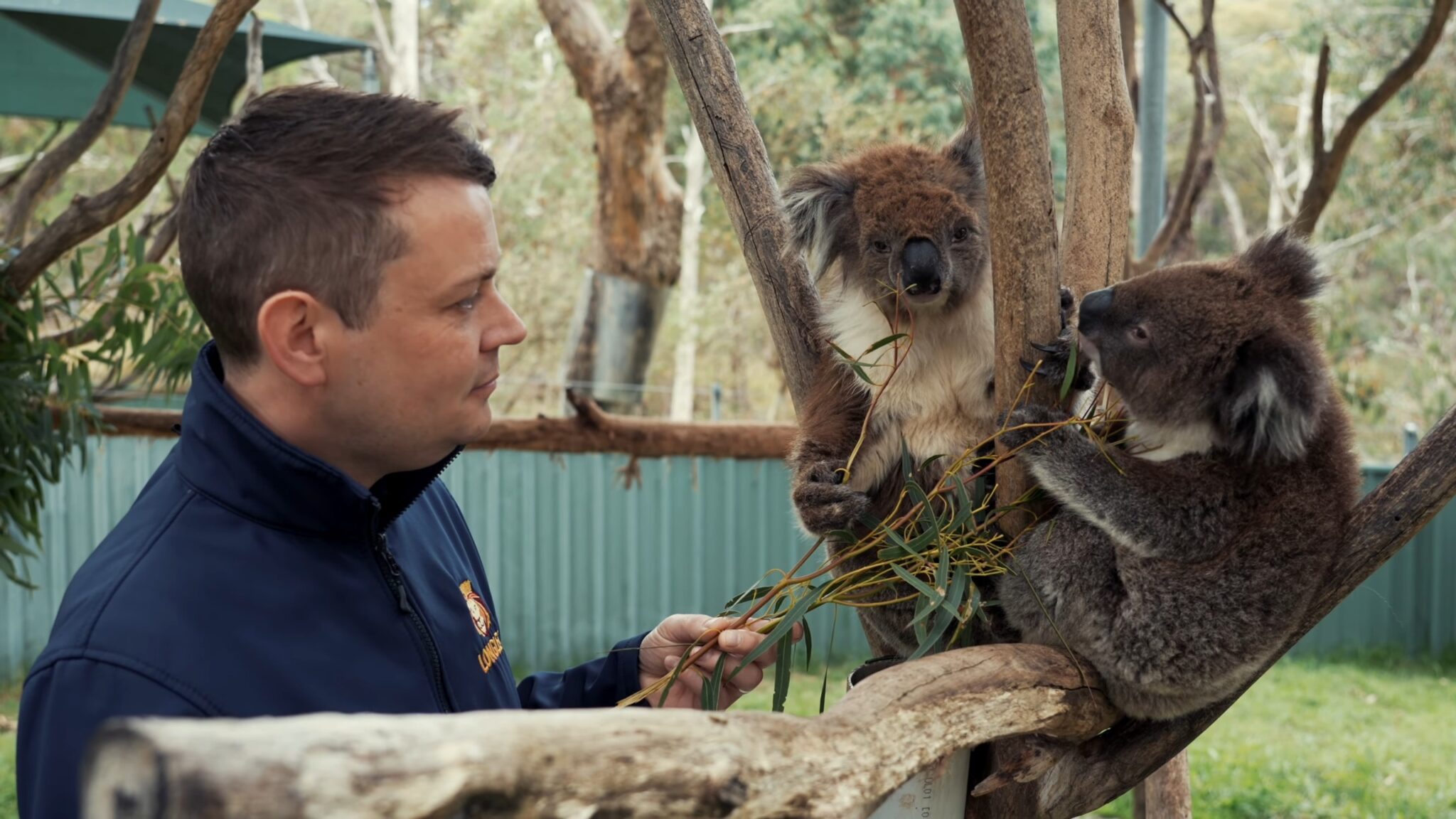 Can You Have a Koala as a Pet? - The Challenging Reality