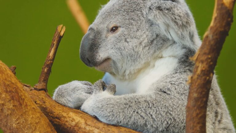 Can You Have a Koala as a Pet? - The Challenging Reality