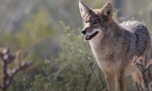 Can A Wolf Smell? - How Far Can It Smell?