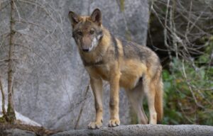 Wolf Eye Colors: What Color Are Wolves Eyes?