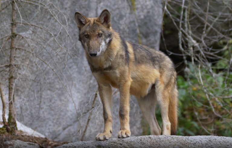 Wolf Eye Colors: What Color Are Wolves Eyes?