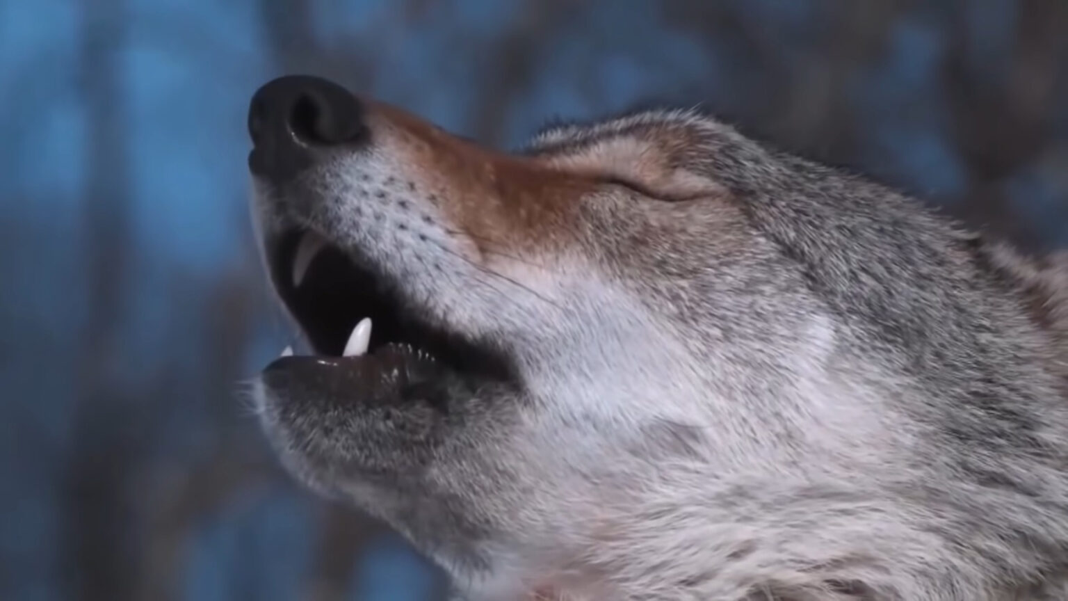 What Is a Luna Wolf - Facts & Mysteries