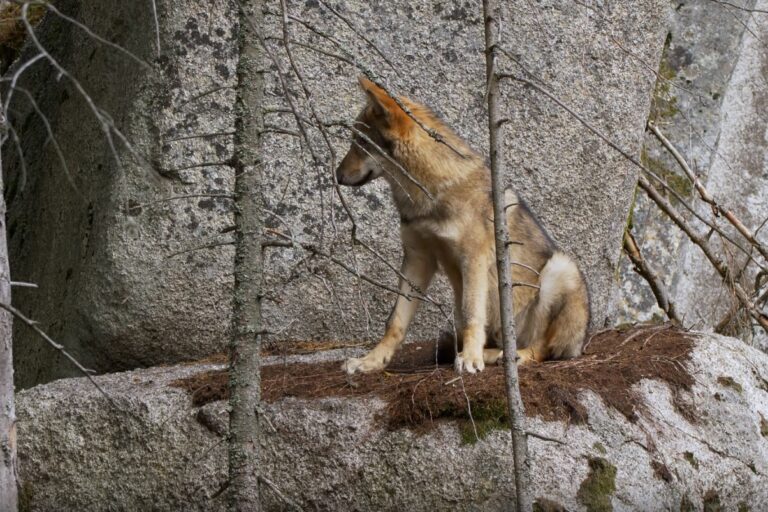 Can A Wolf Smell? - How Far Can It Smell?