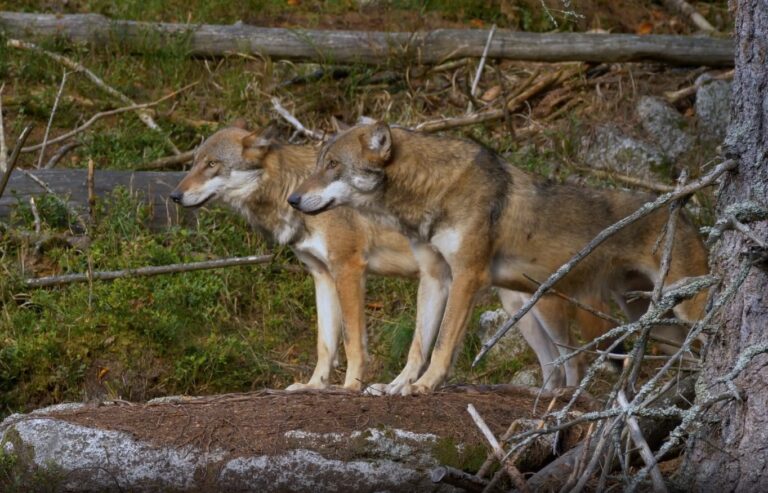 Can A Wolf Smell? - How Far Can It Smell?