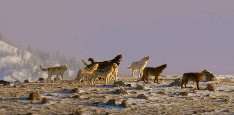 Is a Wolf Omnivorous Animal? - The Answer Might Surprise You!