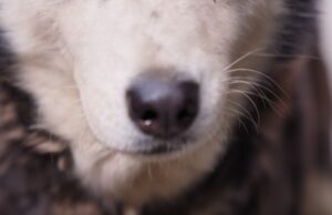 Can A Wolf Smell? - How Far Can It Smell?