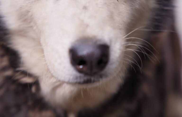 Can A Wolf Smell? - How Far Can It Smell?