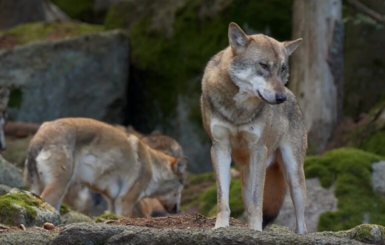 Can A Wolf Smell? - How Far Can It Smell?