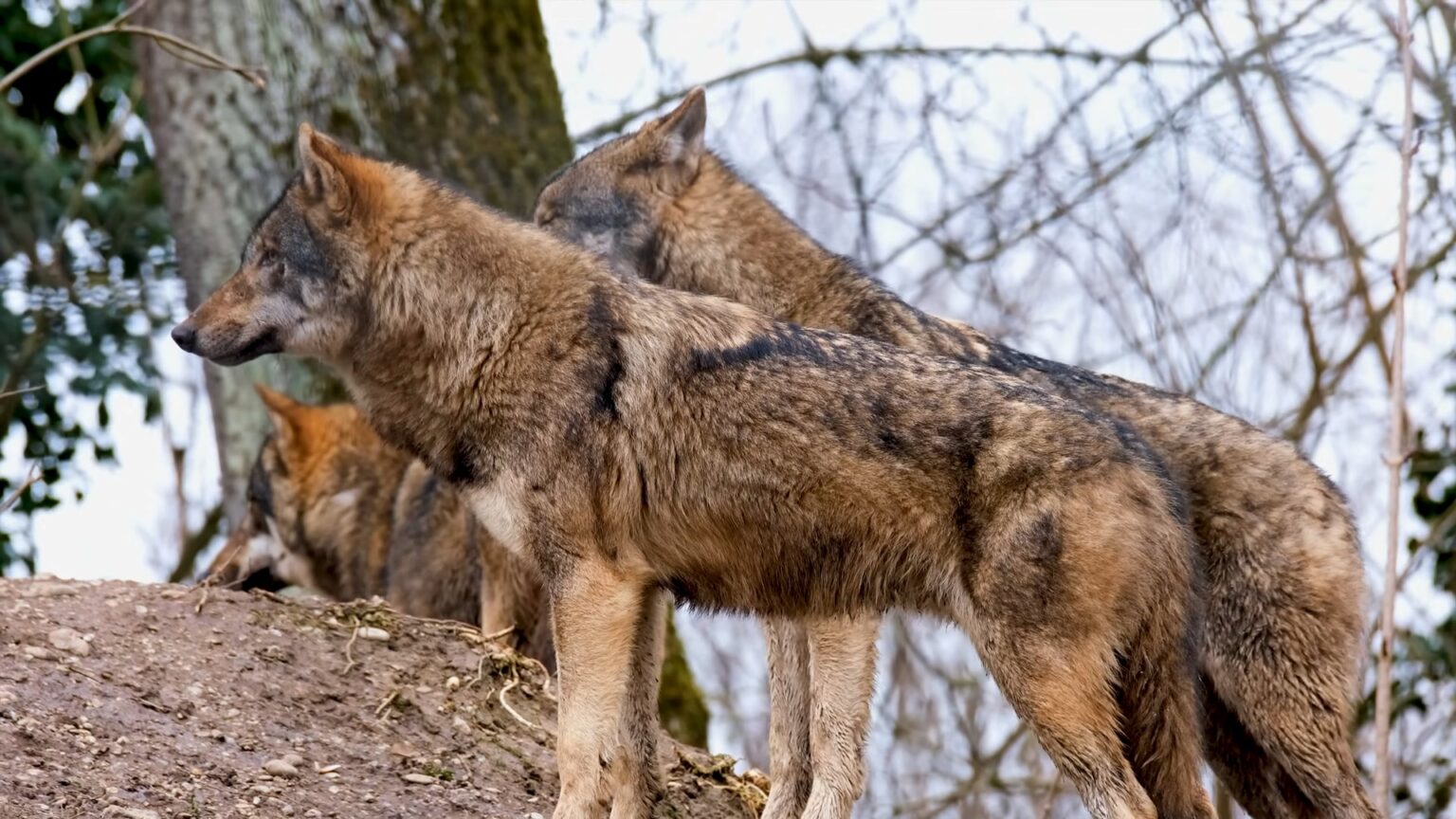 What Is a Luna Wolf - Facts & Mysteries