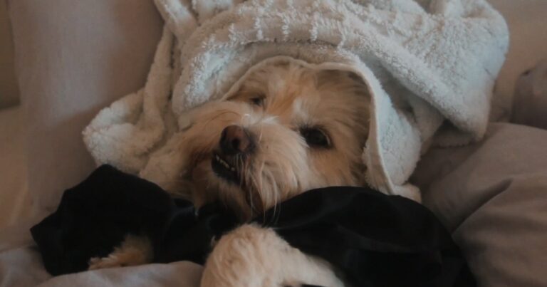 4 Safety Tips for Using Heartworm Preventive Medications on Dogs