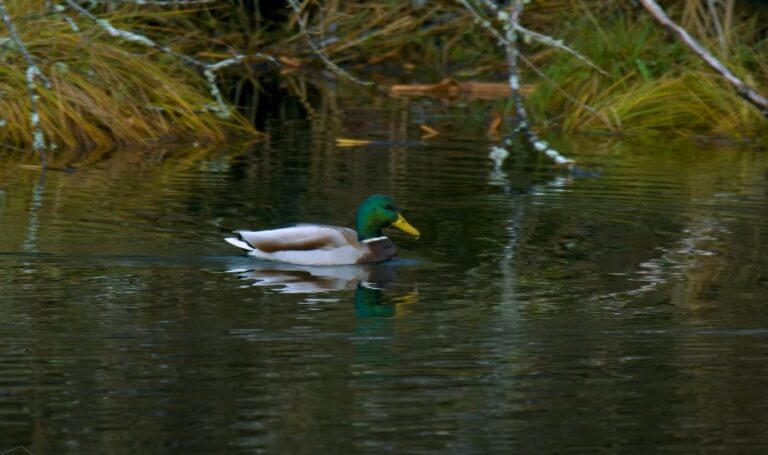 The differences Between Ducks, Geese, and Swans - A Closer Look
