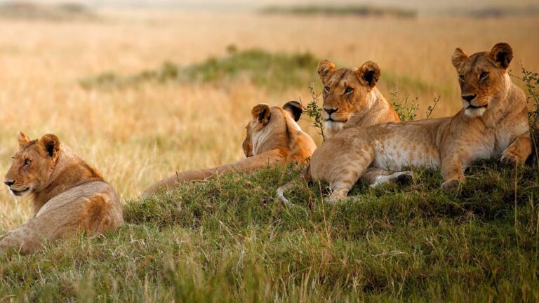 What Are The Different Types Of Lions? Hear Them Rawr!