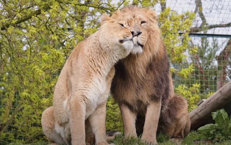 What Are The Different Types Of Lions? Hear Them Rawr!