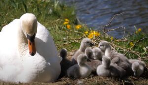 The differences Between Ducks, Geese, and Swans - A Closer Look