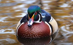 The differences Between Ducks, Geese, and Swans - A Closer Look
